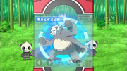 Pandarbare — Poképédia