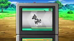 Zébibron — Poképédia