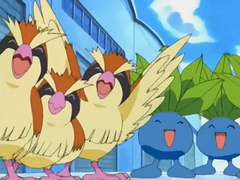 EP274 — Poképédia