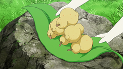 Baie Sitrus — Poképédia