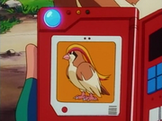 Roucarnage — Poképédia