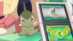 Coupenotte — Poképédia