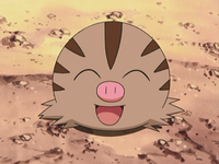 Marcacrin — Poképédia