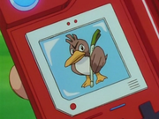 Canarticho — Poképédia