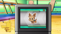 Ponchiot — Poképédia