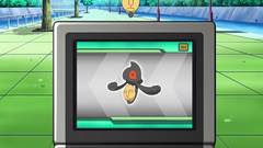 Tutafeh — Poképédia